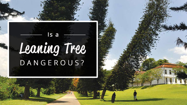 Is a Leaning Tree Dangerous?...Should I remove it? | Go Tree Quotes Is a Leaning Tree Dangerous?...Should I remove it? | Go Tree Quotes