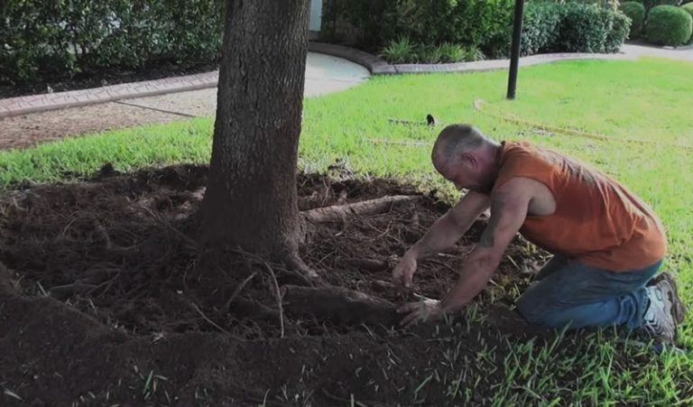 Tree Root Removal Cost Guide 2021 - (Cutting Exposed Tree Roots)