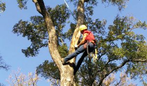 Tree Removal Law’s & Permit Athens GA – (Quick Summary)