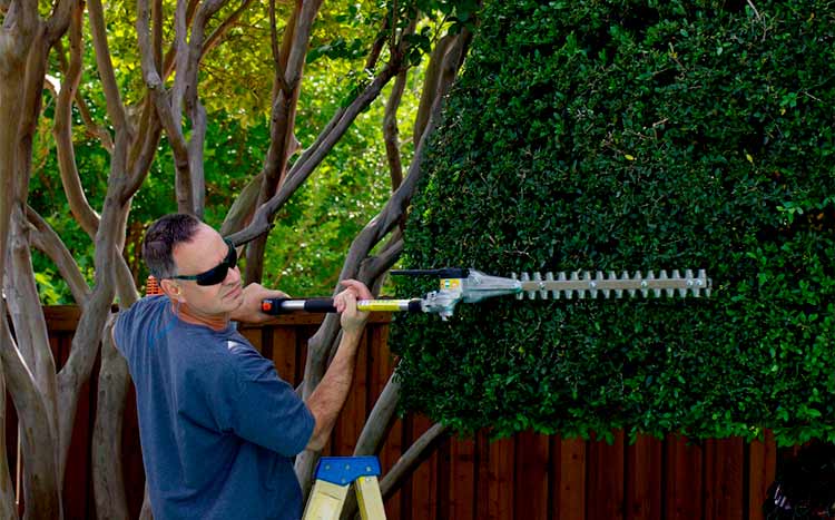 Tree Crown Cleaning: Mature Tree Trimming Guide in 2025