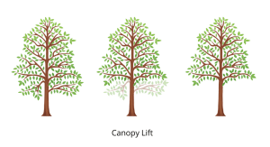Tree Crown Cleaning: Mature Tree Trimming Guide in 2024